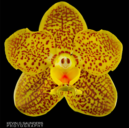 MamiyaLeaf Testimonials - Kevin G Saunders: Phase One Japan デジタルバック通信