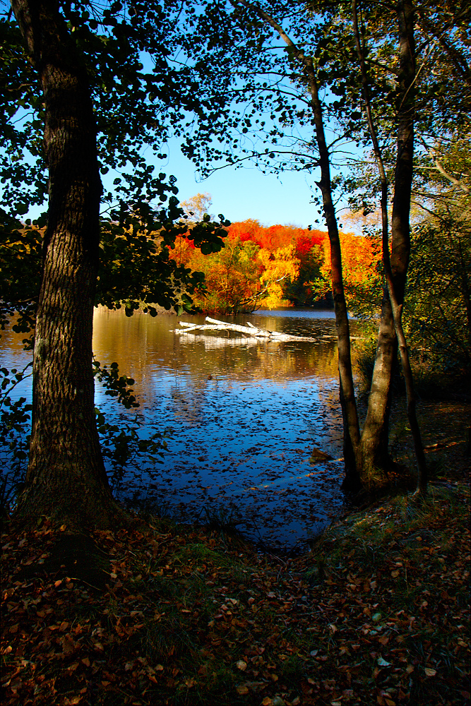 Capture One 6 - 部分調整: Phase One Japan デジタルバック通信